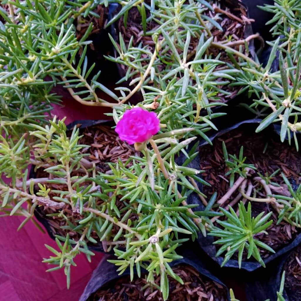 Tanaman krokot (bunga pukul 9)